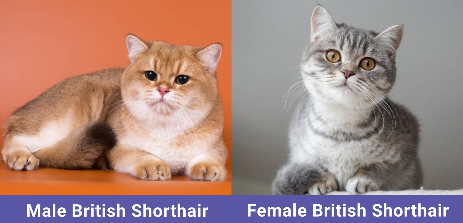 Male vs. Female British Shorthair: Principal Differences (With Pictures ...