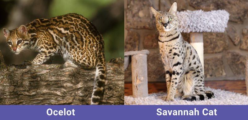 Ocelot vs Savannah Cat: How Are They Different? (With Pictures) - Catster