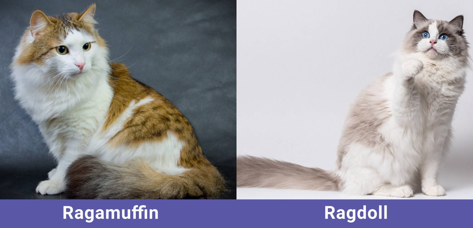 Ragamuffin vs. Ragdoll: Key Differences (With Pictures) - Catster