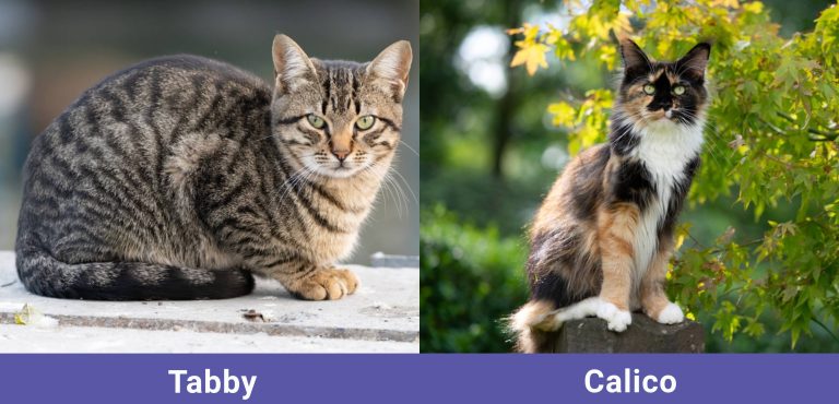 Tabby vs. Calico Cats: What’s the Difference? (With Pictures) - Catster
