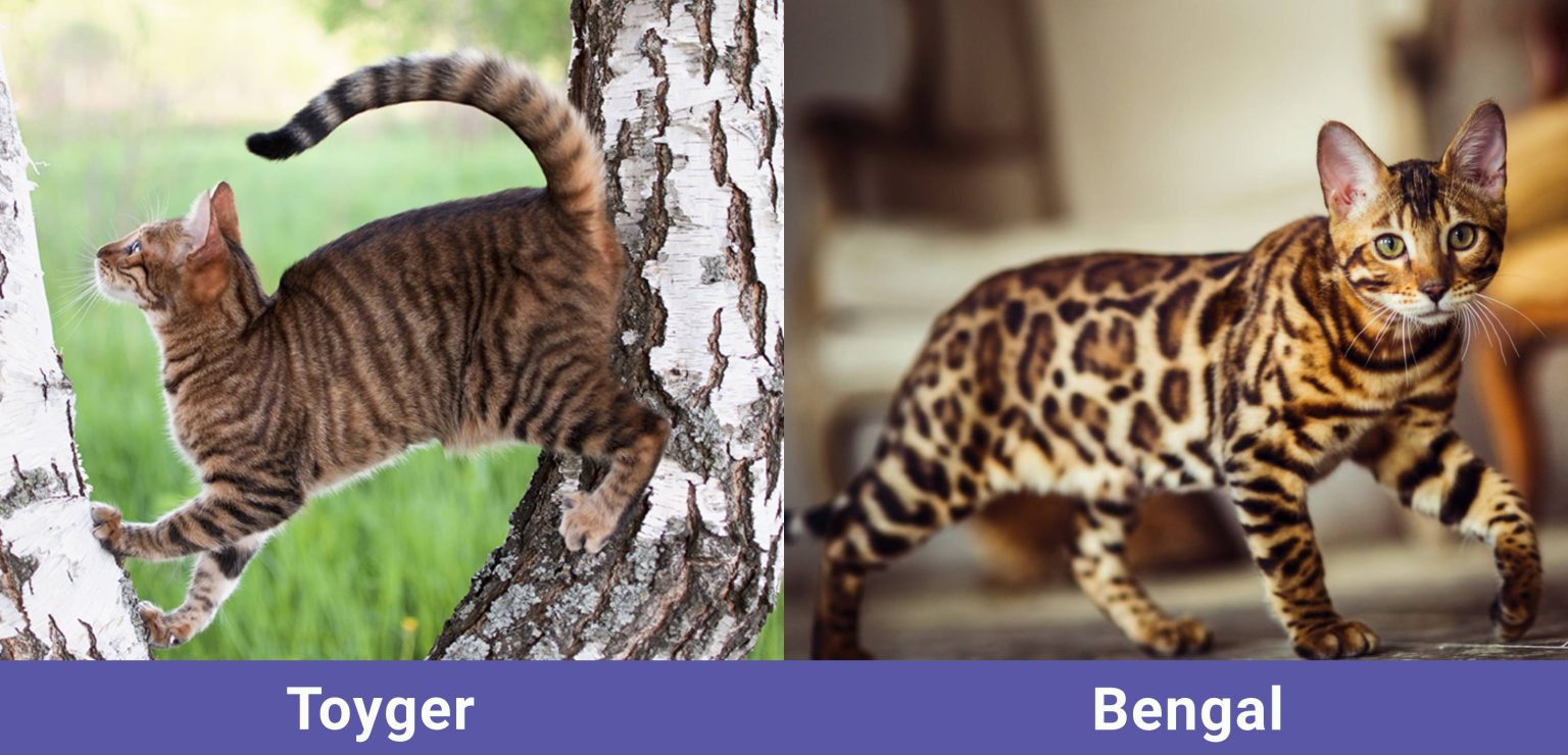 Toyger vs. Bengal: Main Differences (With Pictures) - Catster