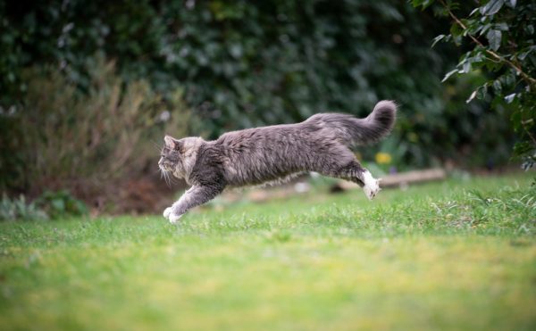 How Fast Can a House Cat Run? Record & Average Speeds - Catster