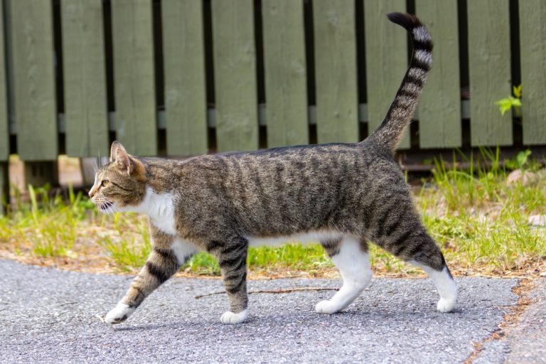 How Far Do Cats Roam? Vet-Verified Facts & Safety Tips - Catster
