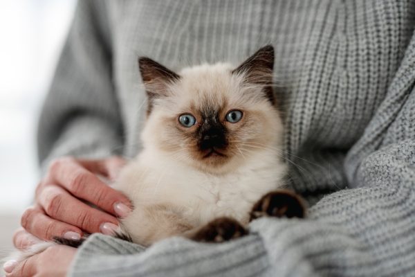 14 Cat Overpopulation Statistics (2026 Update) - Catster