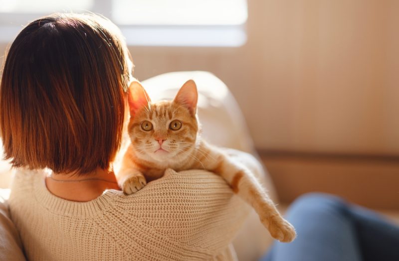 Cat Bunting: What Is It? Vet Approved Feline Behavior Guide - Catster