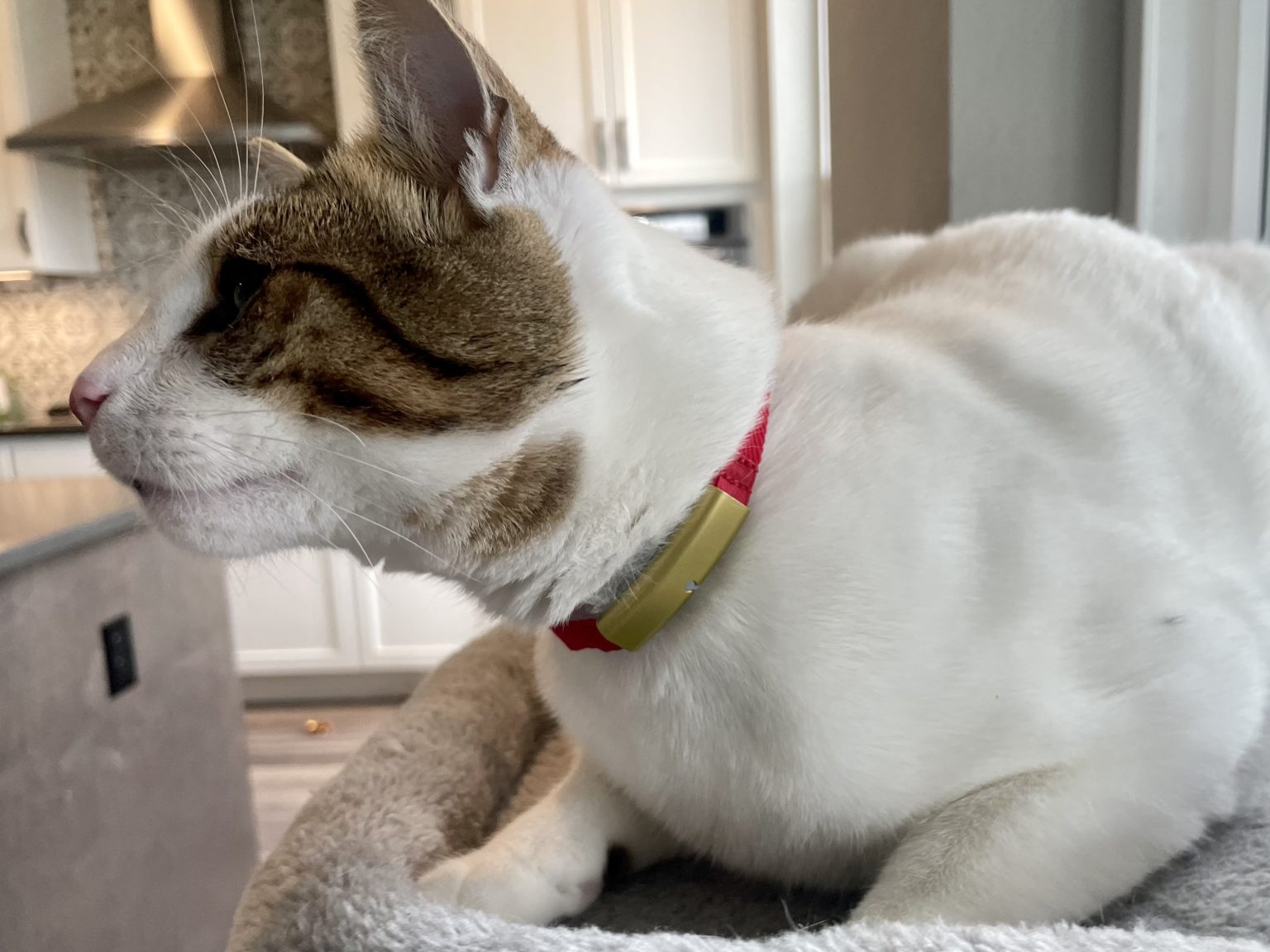 Catlog Smart Cat Collar Review 2025: A Detailed Look - Catster