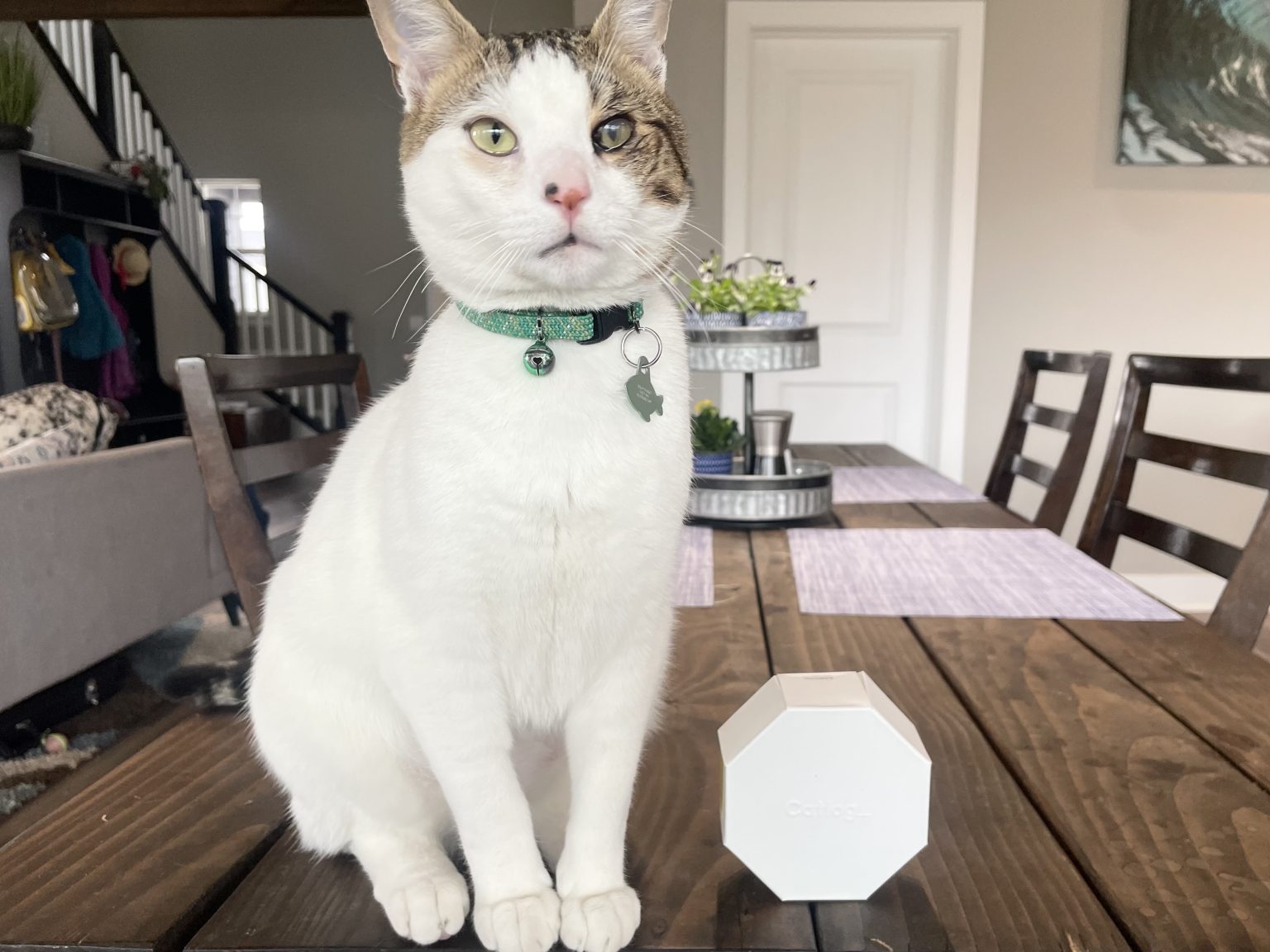 Catlog Smart Cat Collar Review 2026: A Detailed Look - Catster