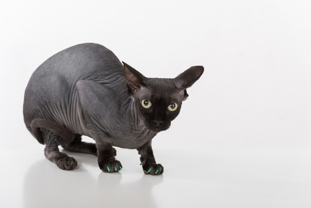 Black Sphynx Cat: Info, Pictures, Care & Facts - Catster