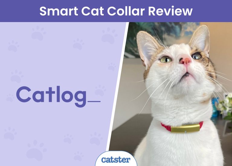 Catlog Smart Cat Collar Review 2025: A Detailed Look - Catster