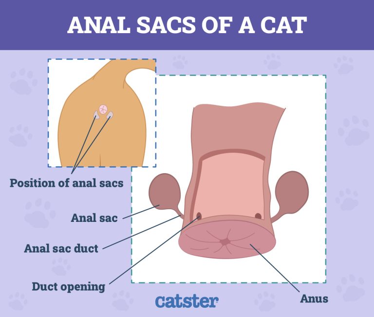 Why Is My Cat Leaking Poop? 5 Vet-Reviewed Reasons & Treatment - Catster