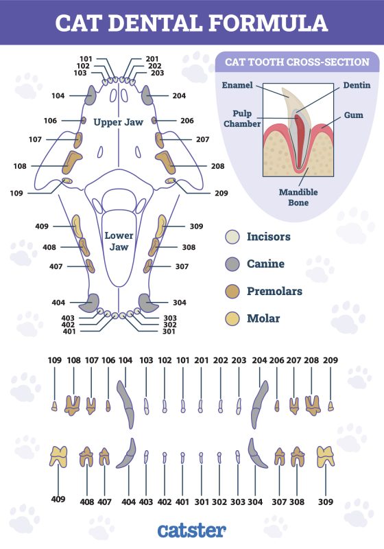 Do Cats Lose Teeth as They Get Older? Vet-Reviewed Dental Facts & Tips ...