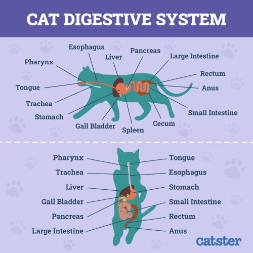 How Long Does It Take for a Cat to Digest Food? Vet-Verified Digestive ...