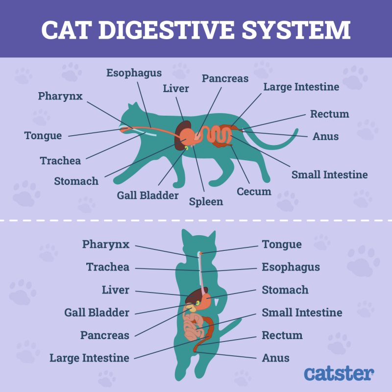 How Long Does It Take for a Cat to Digest Food? Vet-Verified Digestive ...