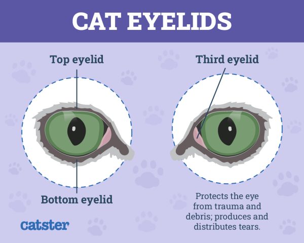 Why Is My Cat’s Third Eyelid Showing? 5 Vet Reviewed Reasons & Advice ...