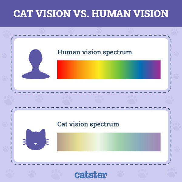 How Do Cat Eyes Work? Vet-Reviewed Facts & FAQ - Catster