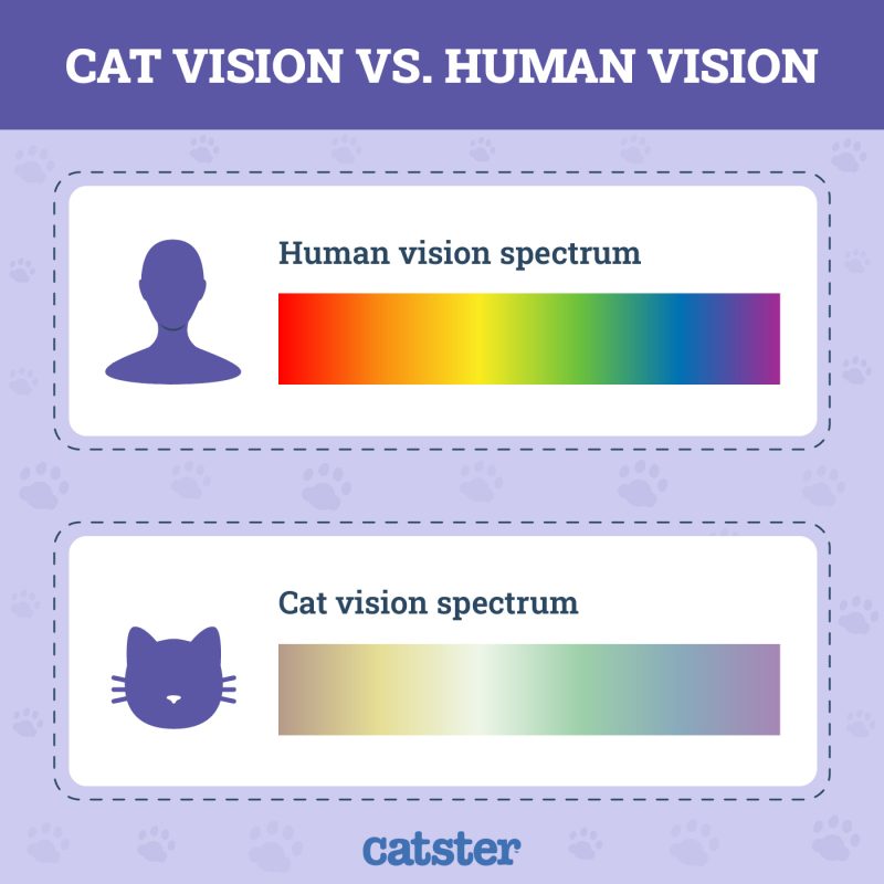 How Do Cat Eyes Work? Vet-Reviewed Facts & FAQ - Catster