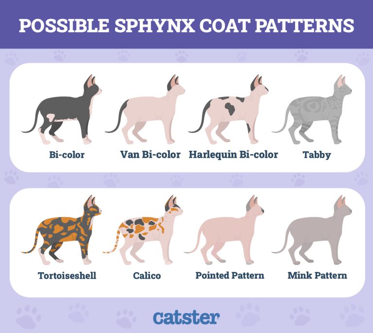 8 Different Sphynx Cat Colors: Vet-Verified Info & Pictures - Catster
