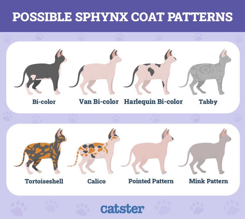 8 Different Sphynx Cat Colors: Vet-Verified Info & Pictures - Catster