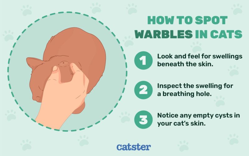 Warbles (Wolf Worm) in Cats: Vet Explained Causes, Signs & Care - Catster