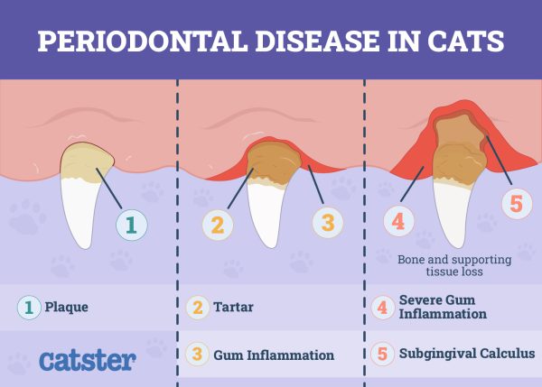 Why Are My Cat’s Gums Red and Swollen? 8 Possible Reasons & What to Do ...