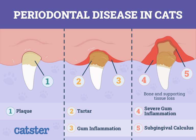 Why is My Cat Foaming at the Mouth? 5 Vet Reviewed Reasons & Advice ... Why is My Cat Foaming at the Mouth? 5 Vet Reviewed Reasons & Advice ...
