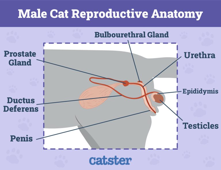 Cat Reproduction & Mating: Vet-Approved Facts & Explanation - Catster