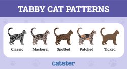 Tiger Cat Info Pictures Facts And Origins Catster