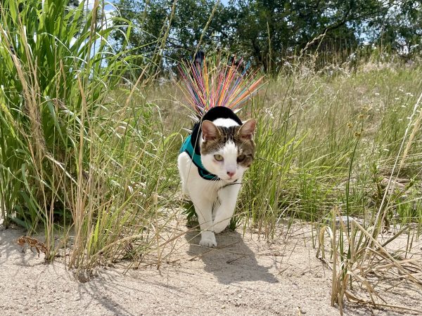 CoyoteVest Pet Body Armor Review 2026: A Detailed Look - Catster