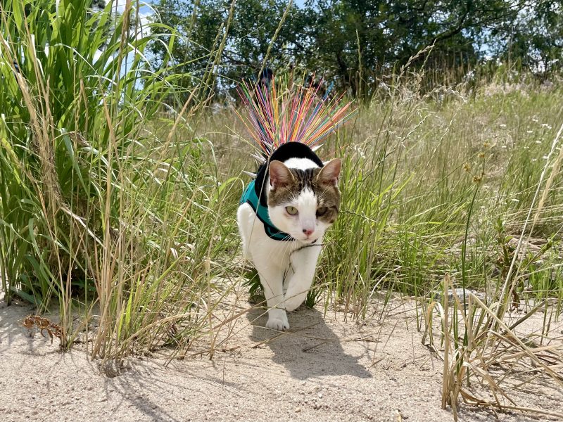 CoyoteVest Pet Body Armor Review 2026: A Detailed Look - Catster