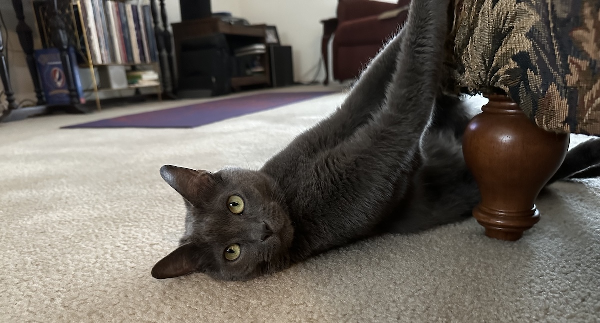 Living with Cats That Love to Bite: Olga’s Fondness for Fangs - Catster