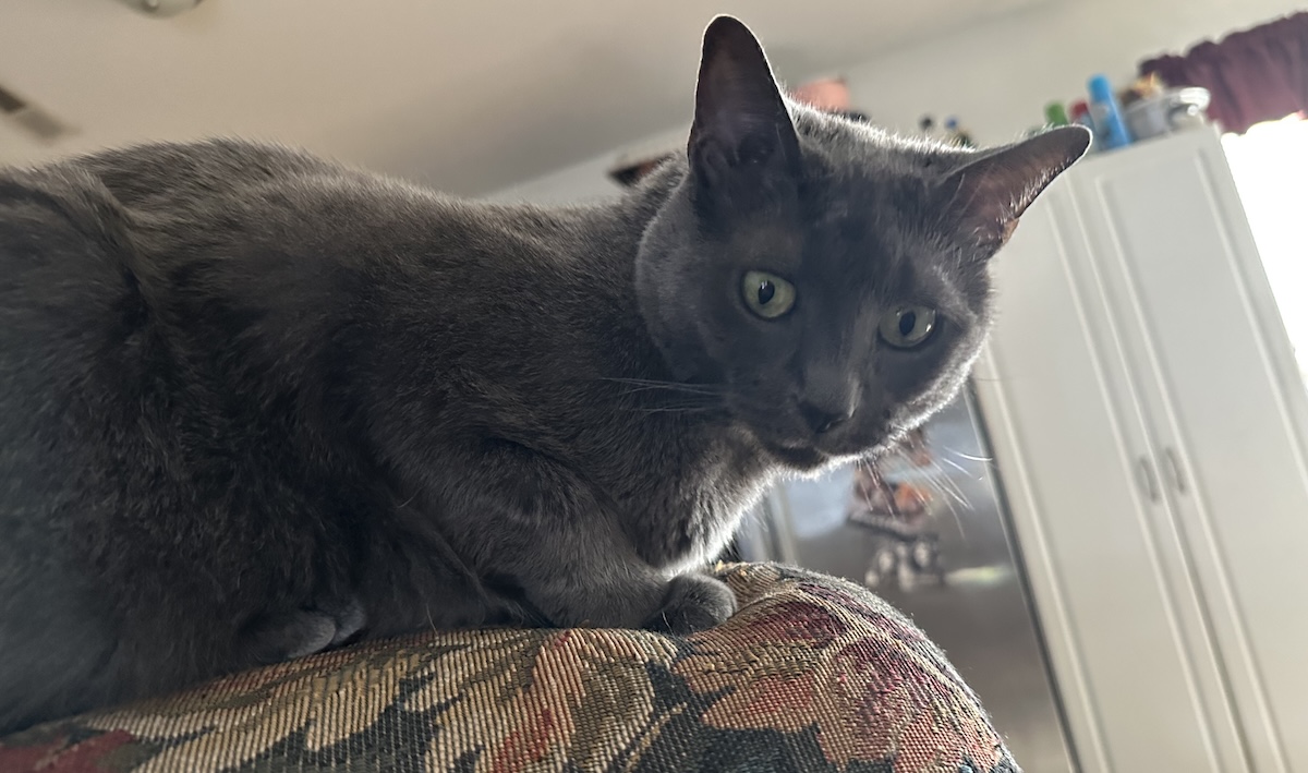 Living with Cats That Love to Bite: Olga’s Fondness for Fangs - Catster