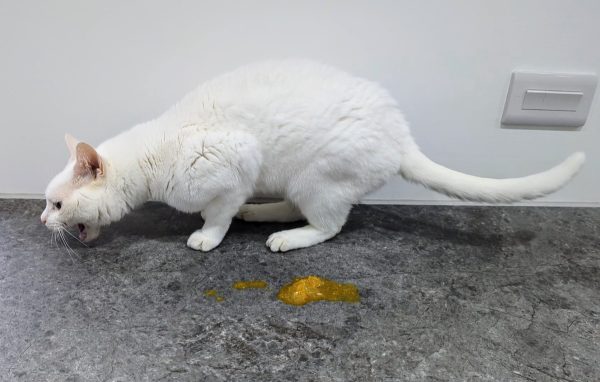 The Harsh Reality of Life with 10 Pets Part 2: Hairballs, Cat Litter ...