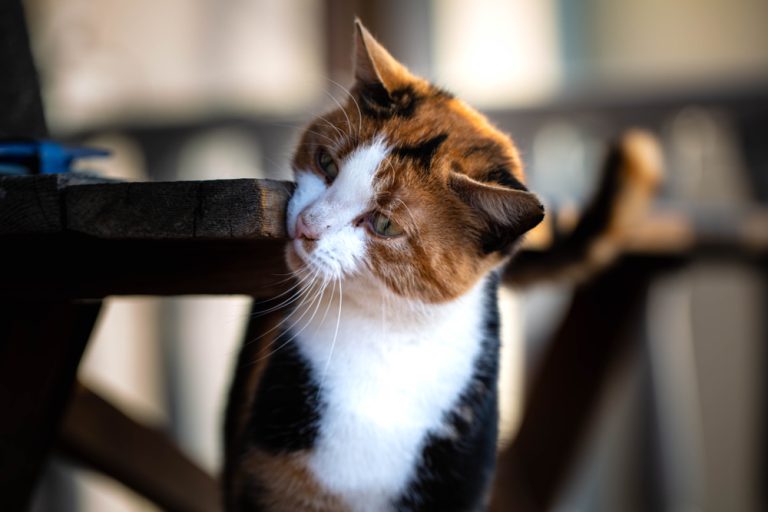 Why Do Cats Rub Their Face on Corners? 5 Vet-Verified Reasons - Catster