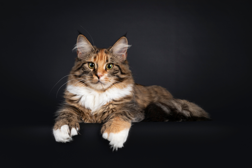 Polydactyl Maine Coon Cat Breed: Info, Pictures, Care & Facts - Catster