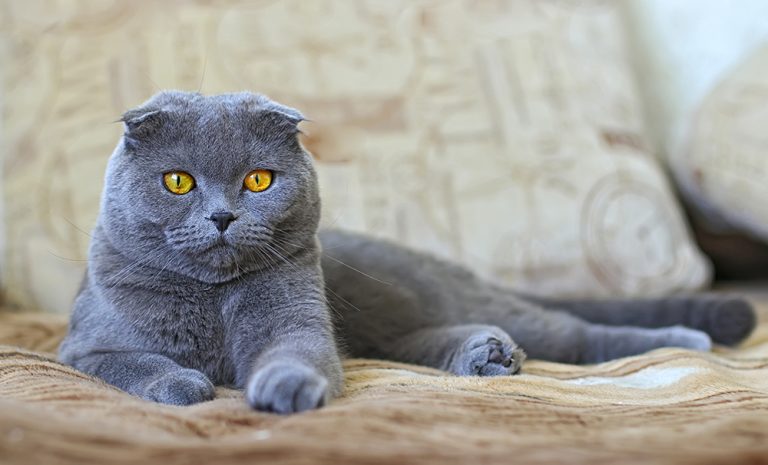 Blue Scottish Fold: Info, Pictures, History & Facts - Catster