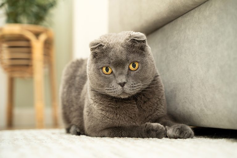 Blue Scottish Fold: Info, Pictures, History & Facts - Catster