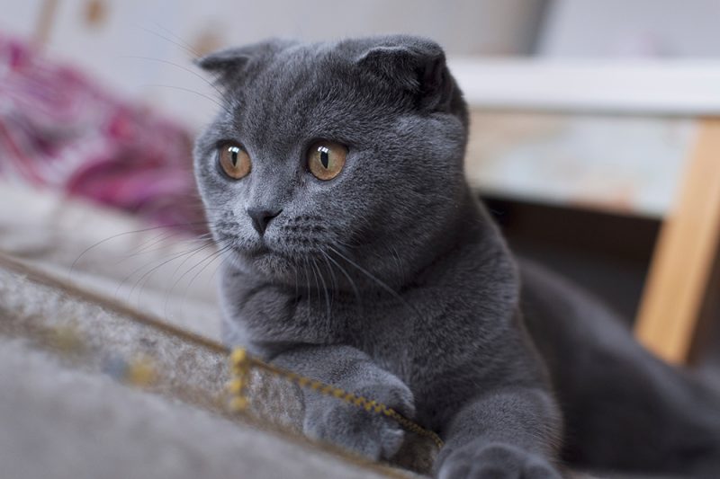 Blue Scottish Fold: Info, Pictures, History & Facts - Catster