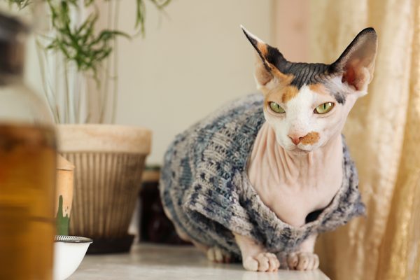 Calico Sphynx Cat: Info, Pictures, Care & Facts - Catster