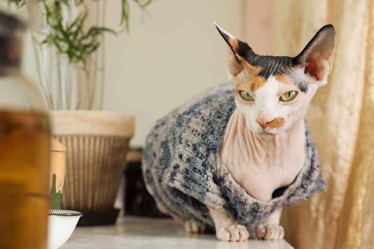 How Much Does a Cat Cost? 2026 Price Guide - Catster