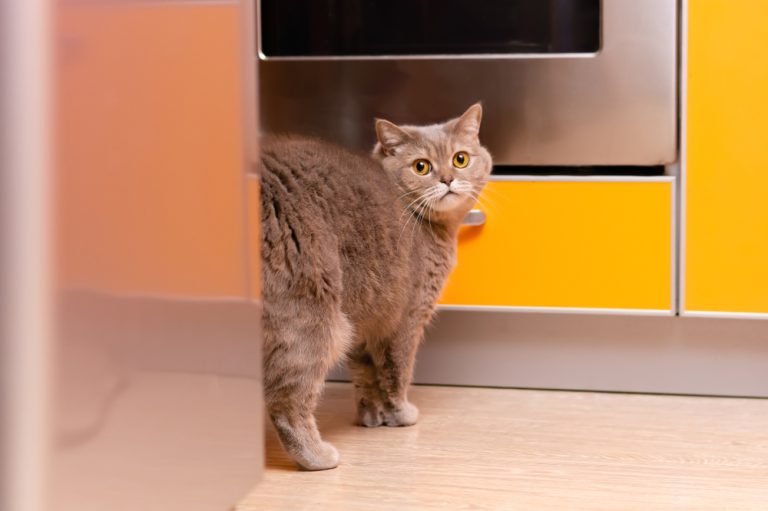 How to Get Rid of Cat Spray Smell: 6 Tips & Home Remedies - Catster