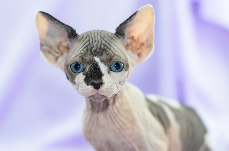 How Long Do Sphynx Cats Live? Vet Reviewed Lifespan, Care Tips & FAQ ...