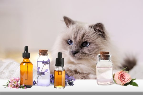 What Essential Oils Are Safe to Diffuse Around Cats? Vet-Reviewed Facts ...