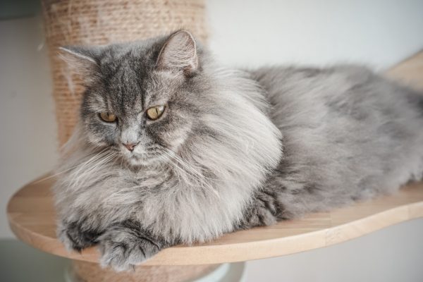 17 Lazy Cat Breeds Who Love to Chill (With Info & Pictures) - Catster