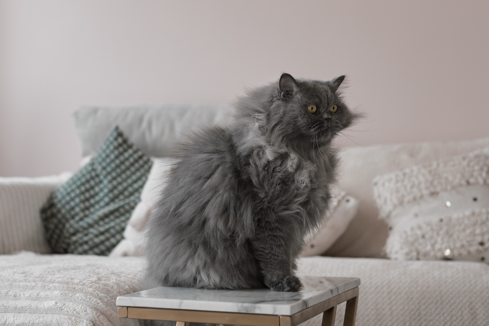 Grey Persian Cat Breed: Info, Pictures, Care & More - Catster