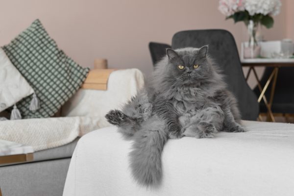 Grey Persian Cat Breed: Info, Pictures, Care & More - Catster