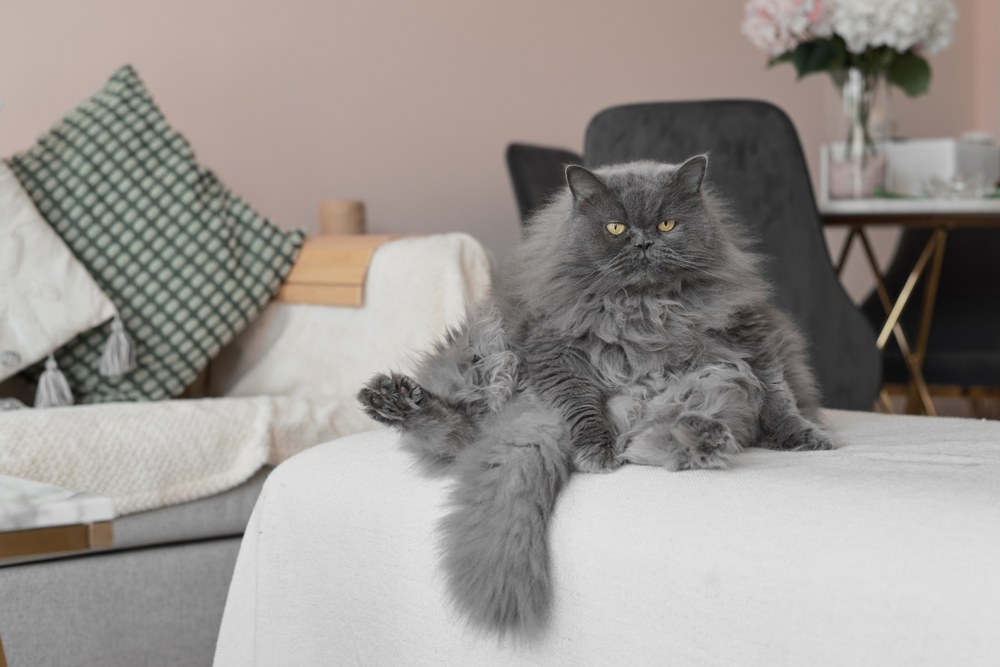 Grey Persian Cat Breed: Info, Pictures, Care & Facts - Tesual.com