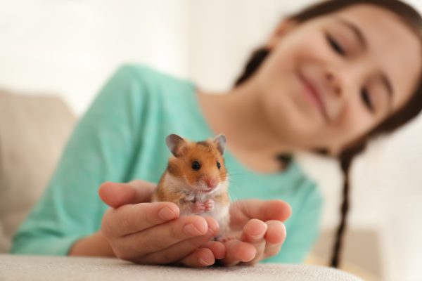 Will My Cat Eat My Hamster? Our Vet Explains - Catster