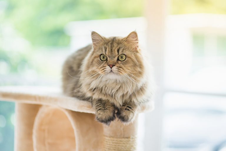 11 Cat Breeds With Manes Like a Lion (With Info & Pictures) - Catster