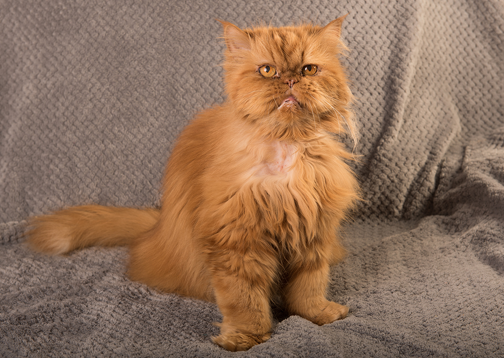 How Long Do Persian Cats Live? Vet-Verified Lifespan & FAQ - Catster