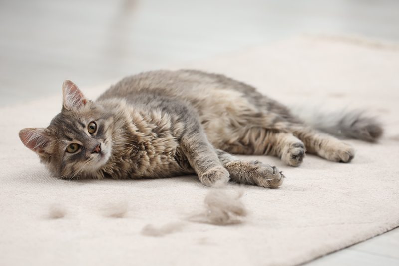 Why Do Cats Shed So Much? 8 Possible Causes & When to Be Concerned ...